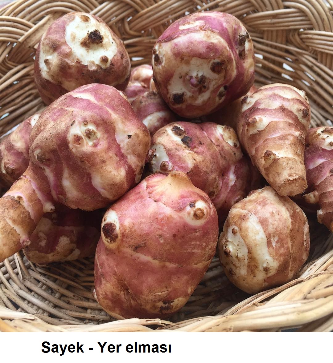 Картошка топинамбур фото